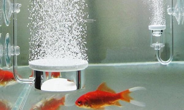 The Best Air Stones for Aquarium to Enliven the Aquatic Lives