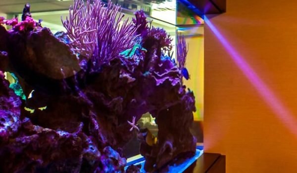 The Best Nano Reef Tanks to Create Wonderful & Natural Aquascape