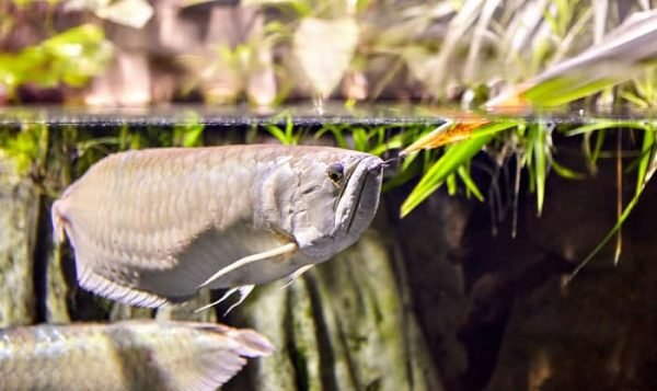 The Best Foods for Arowana Fish