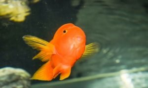 The Best Foods for Parrot Fish to Enrich Pure & Brilliant Color