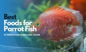The Best Foods for Parrot Fish to Enrich Pure & Brilliant Color