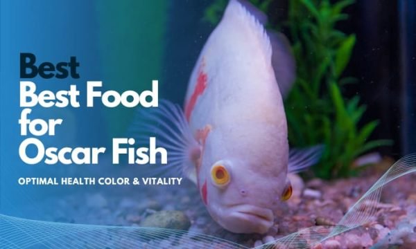 The Best Foods for Oscar Fish for Optimal Health Color & Vitality