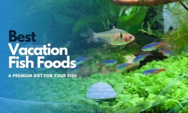 The Best Vacation Fish Foods - A Premium Diet for Your Fish