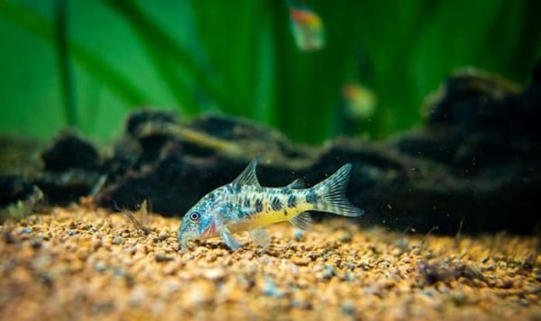 Why is My Fish at the Bottom of the Tank? - 4 Reasons