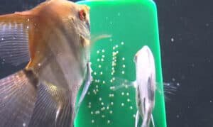 What Do Fish Eggs Look Like in a Tank? Things to Know!