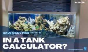 How Many Fish in a Tank Calculator? (Fish Tank Capacity)