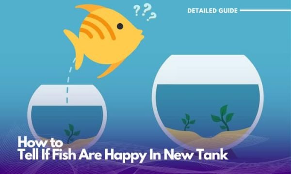 How to Tell if Fish Are Happy in New Tank? - 7 Signs