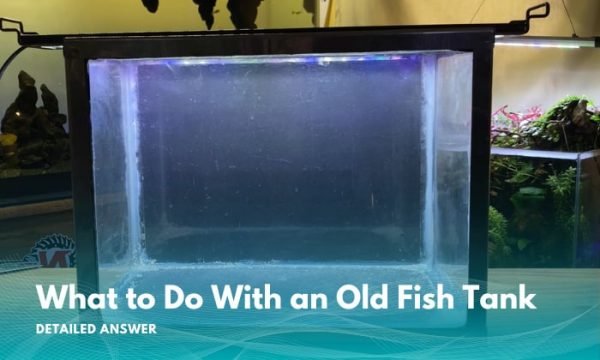 What to Do With an Old Fish Tank? - 5 Creative Ways