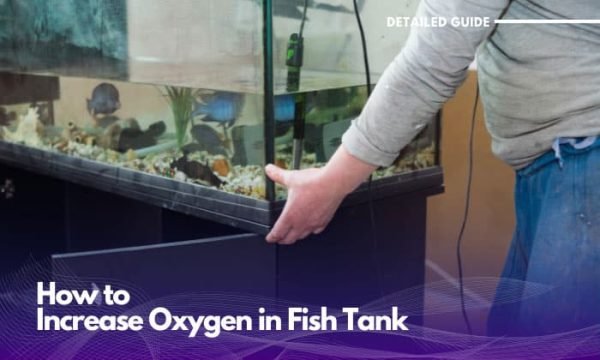 How to Increase Oxygen in Fish Tank? (2 Effective Ways)