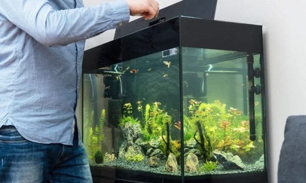 What Are the Dimensions of a 55 Gallon Fish Tank?