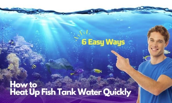 How to Heat Up Fish Tank Water Quickly? - Top-tier Tips