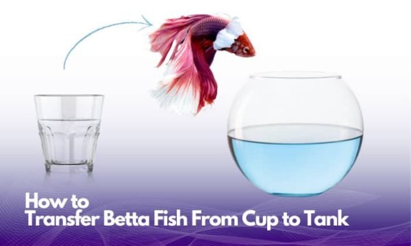 How to Transfer Betta Fish From Cup to Tank? (Best Ways)