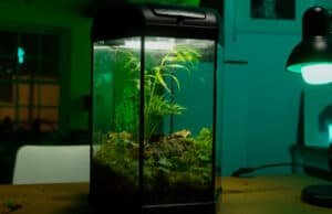 How to Make a Terrarium in a Fish Tank? - 10 Steps (w/Photos)