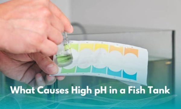 What Causes High pH in a Fish Tank? - 5 Reasons & Solutions