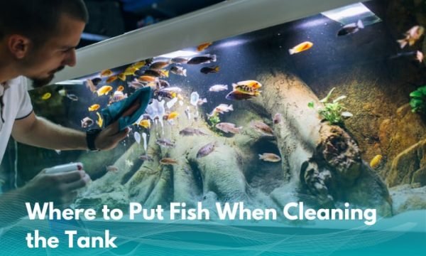 Where to Put Fish When Cleaning the Tank? - Tips for Beginners