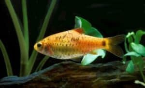 What Fish Can Live With Koi in a Tank? (6 Koi Tankmates)