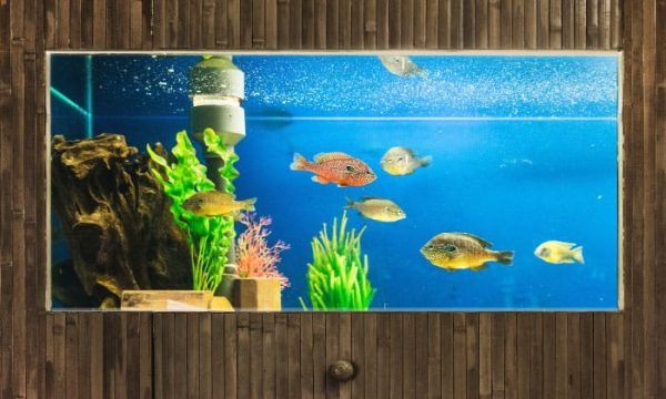 How to Oxygenate a Fish Tank Without a Pump? - 7 Methods