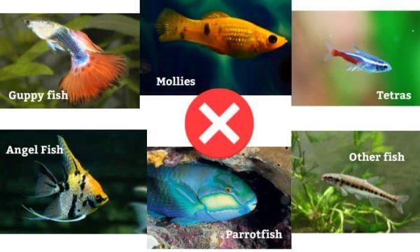 What Fish Can Live With Koi in a Tank? (6 Koi Tankmates)