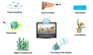 How to Oxygenate a Fish Tank Without a Pump? - 7 Methods