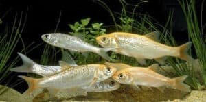 What Fish Can Live With Koi in a Tank? (6 Koi Tankmates)