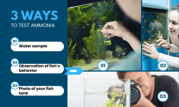 How to Test Ammonia in Water Without a Test Kit?